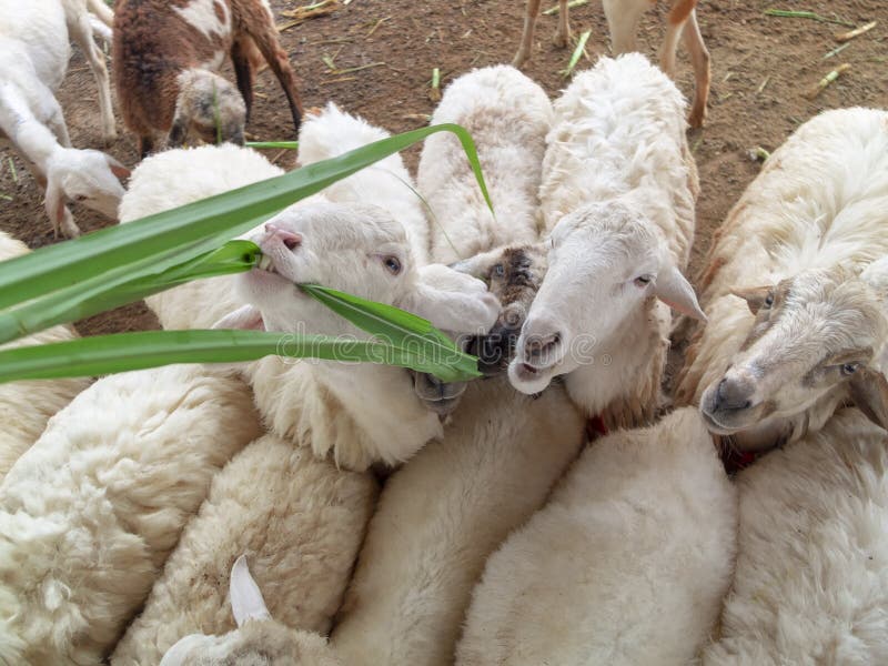 Little sheep stock photo. Image of grass, steel, security - 141428872