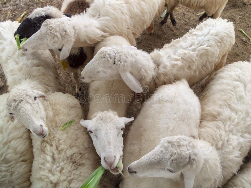 Little sheep stock image. Image of wildlife, coat, safari - 141428893