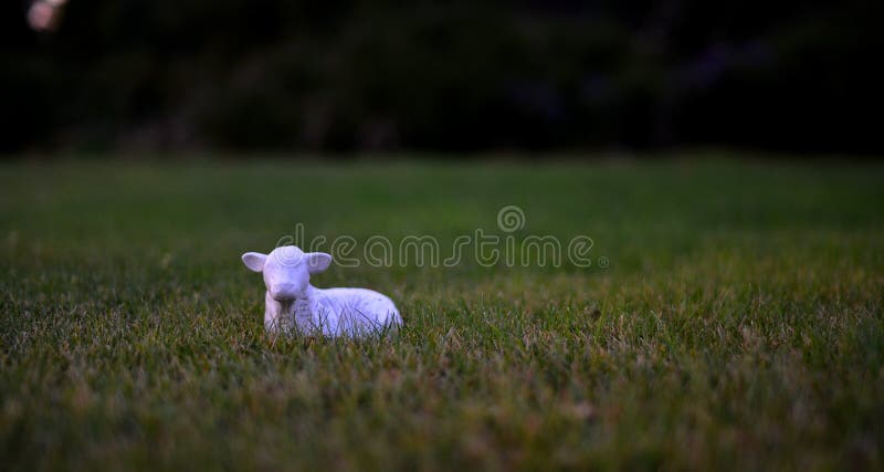 Little sheeps stock image. Image of summer, sheep, little - 84491519