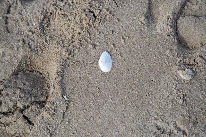 A Little Shell Alone at the Beach an in the Sand Stock Photo - Image of ...