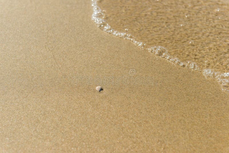 Little shell on a beach stock image. Image of landscape - 99345923