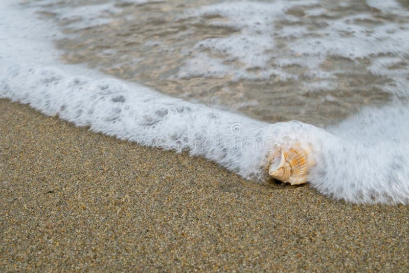 Little Shell on the Beach,Single Shell on the Sand Stock Photo - Image ...