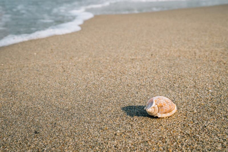 Little Shell on the Beach,Single Shell on the Sand Stock Image - Image ...