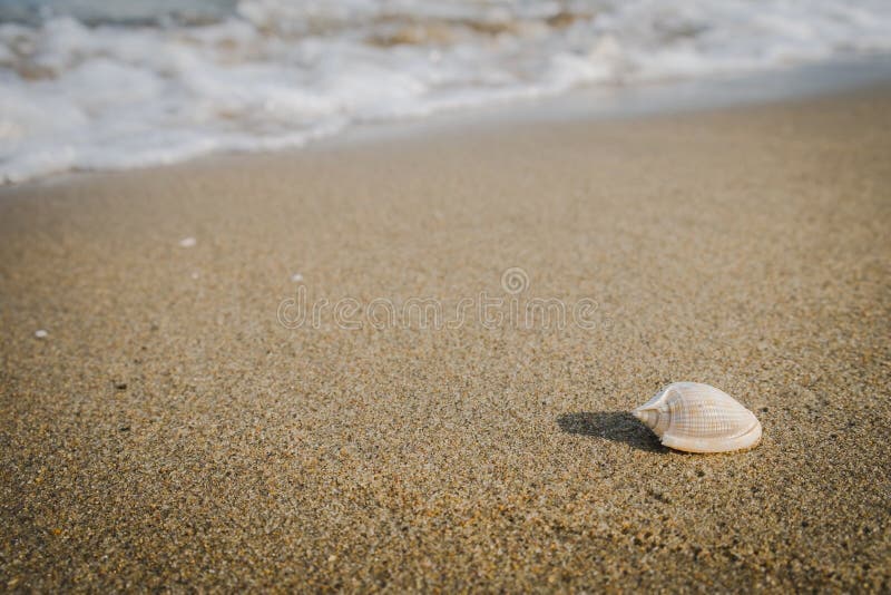 Little Shell on the Beach,Single Shell on the Sand Stock Image - Image ...
