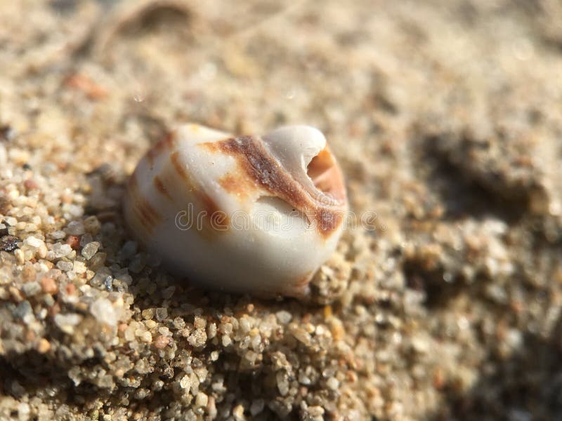 Little shell stock image. Image of little, greece, shell - 82900853