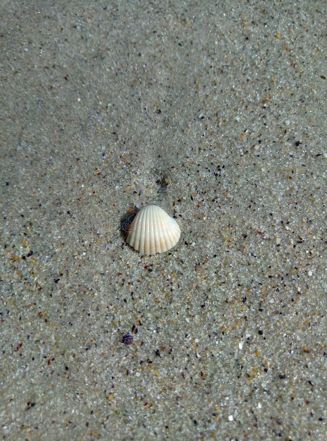 Little shell in the sand stock photo. Image of sand - 112425720