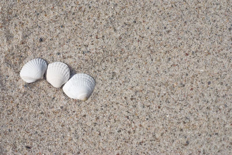 Little shells stock photo. Image of natural, life, holiday - 34829932