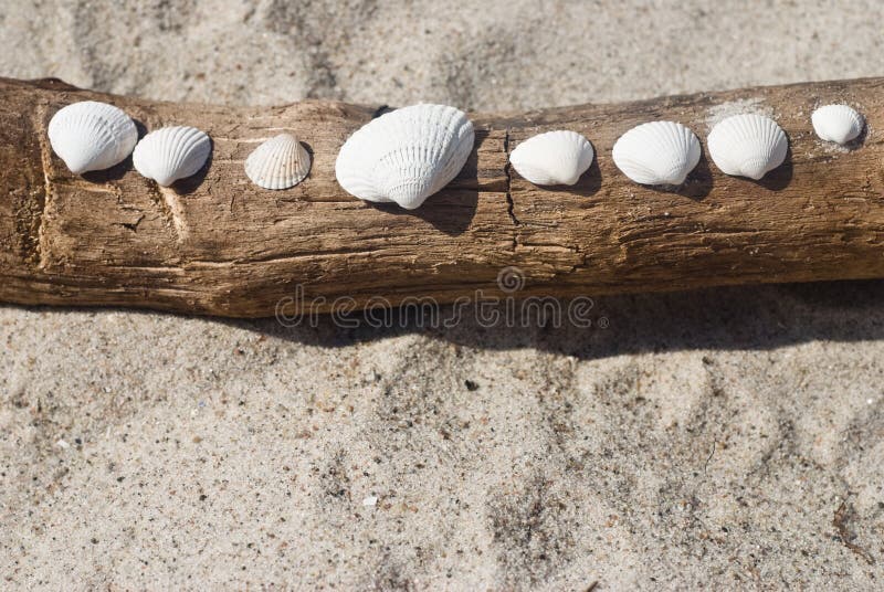 Little shells stock image. Image of marine, north, life - 34830041