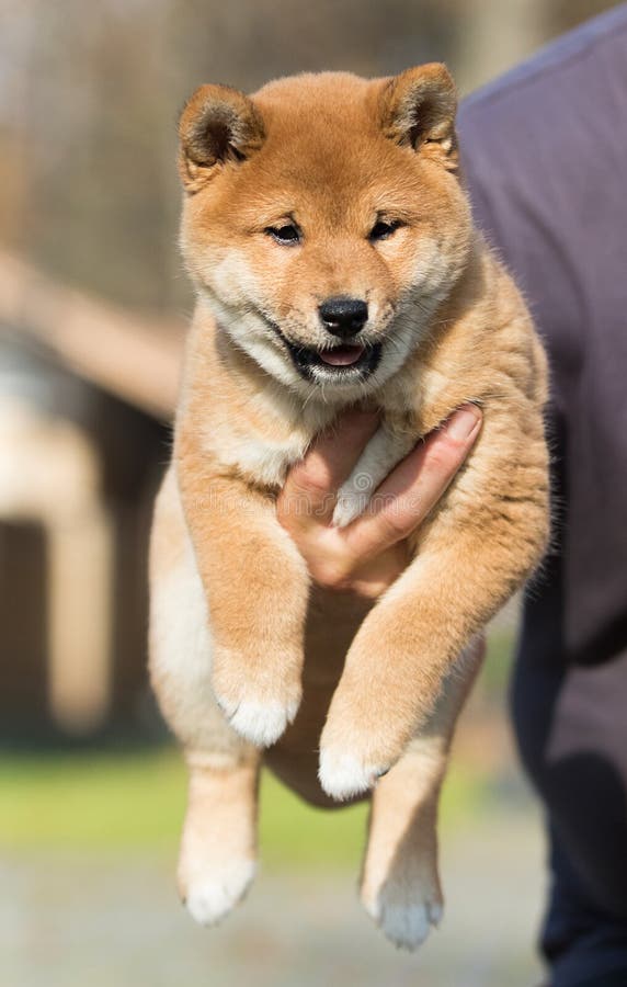 Little shiba inu puppy stock image. Image of japanese - 161911587