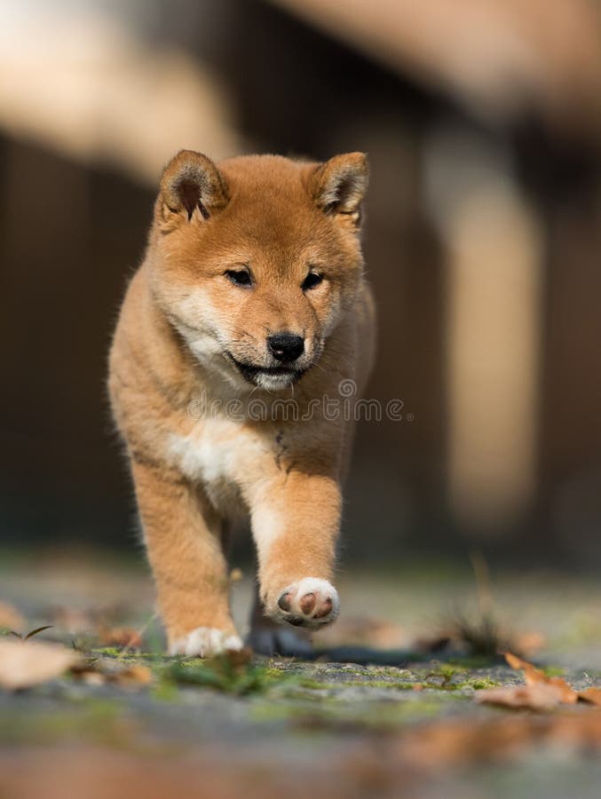 Little shiba inu puppy stock photo. Image of pedigreed - 161911704