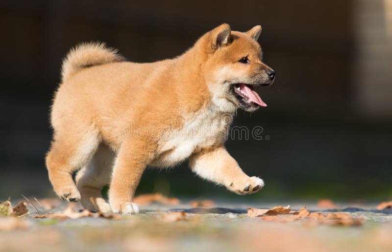 Little shiba inu puppy stock image. Image of friend - 161912287