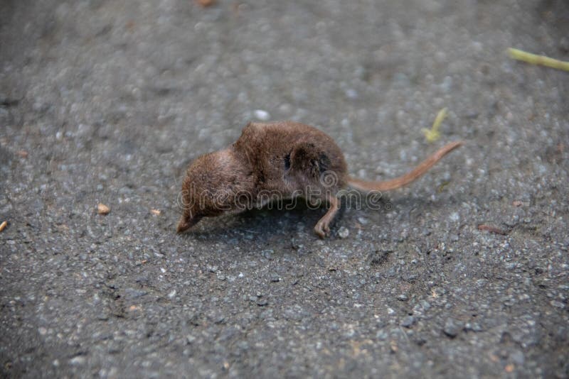 Little shrew sitting stock photo. Image of outdoor, brown - 196723736