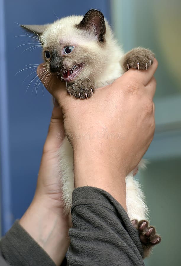 Newborn Siamese Kittens