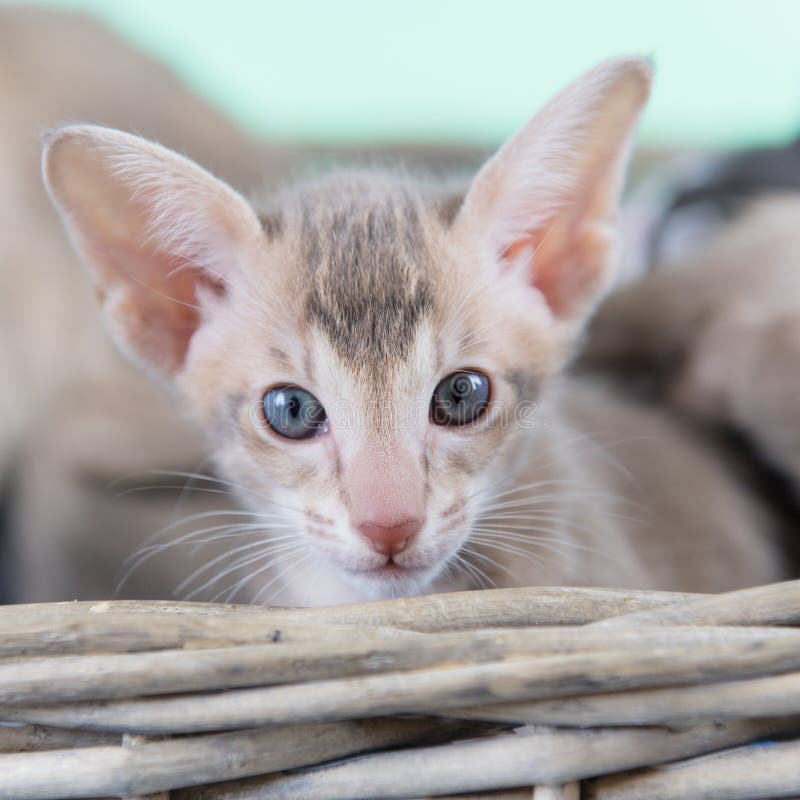 Little Siamese kitten stock photo. Image of siamese, race - 84646950