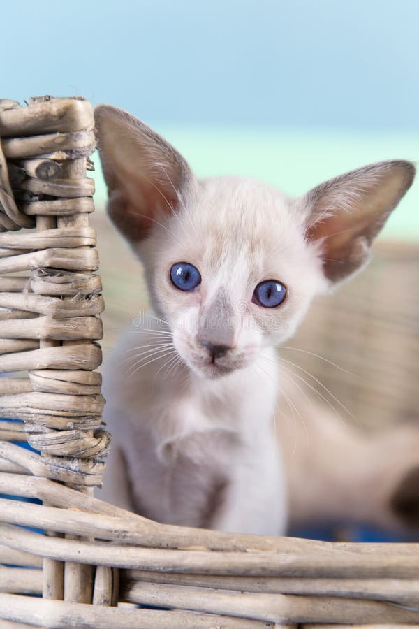 Little Siamese kitten stock photo. Image of siamese, race - 84646950