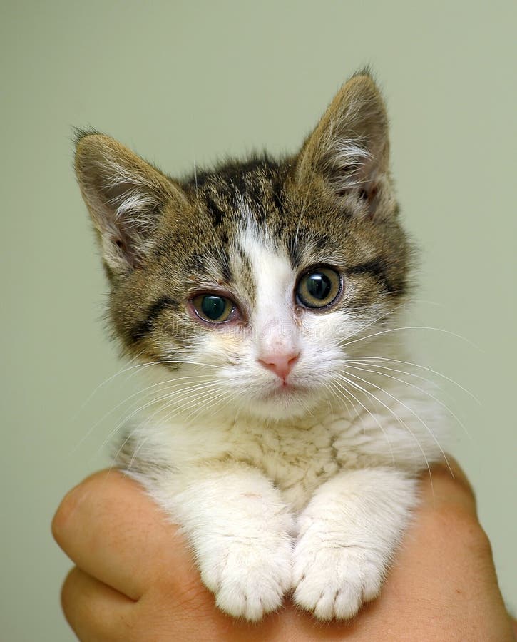 Sick Kitten Stock Photos - Download 5,798 Royalty Free Photos