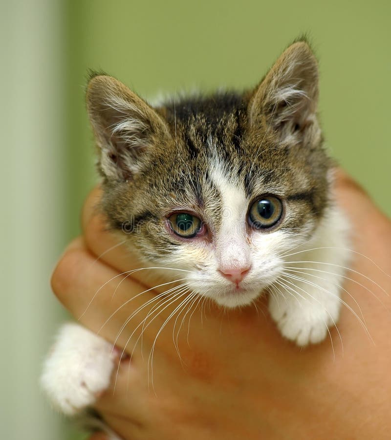 Little Sick Kitten in the Shelter Stock Image - Image of kitty ...