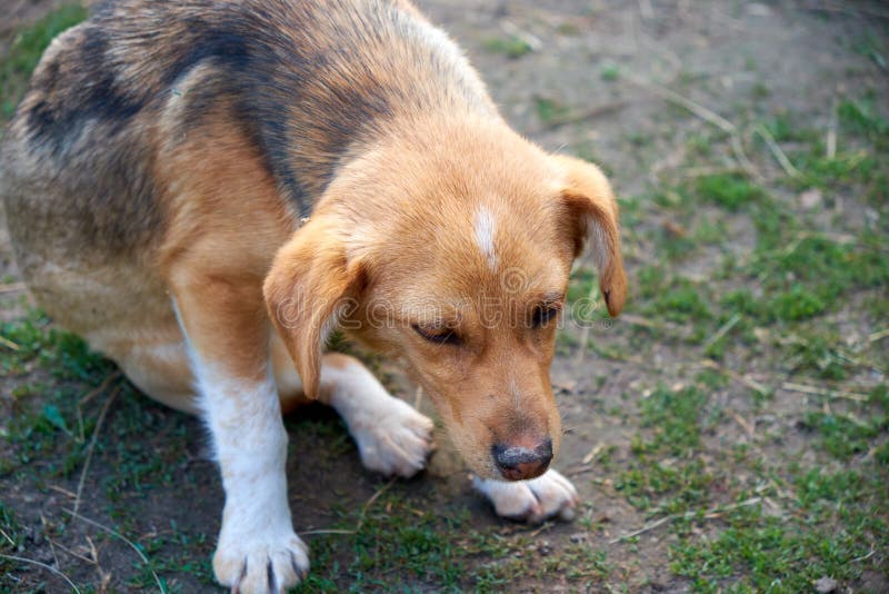 Sad sick dog stock photo. Image of domestic, grief, neck - 17333102