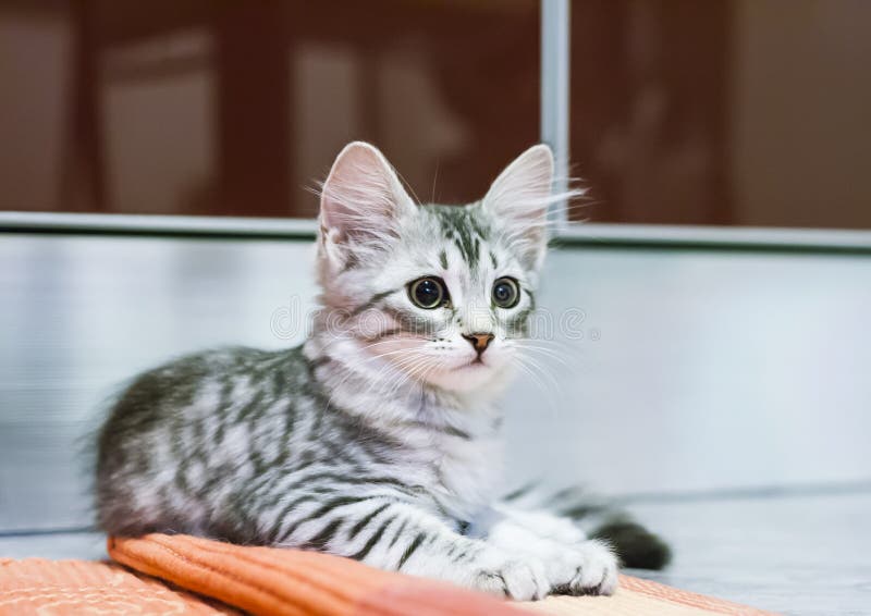Little Silver Cat, Siberian Breed Stock Image - Image of grey, furry ...