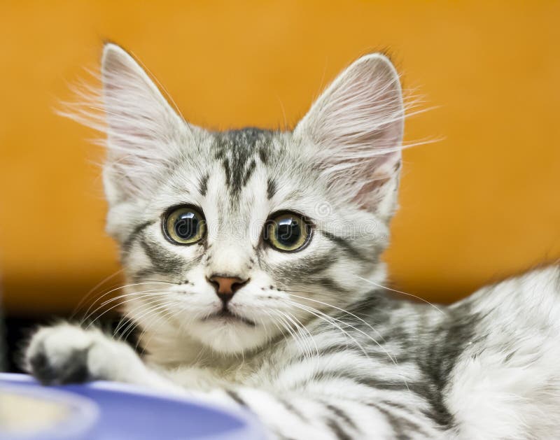 Little Silver Cat, Siberian Breed Stock Photo - Image of male, domestic ...
