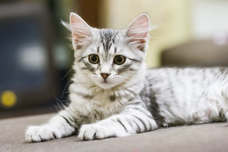 Little Silver Cat, Siberian Breed Stock Image - Image of lovable ...