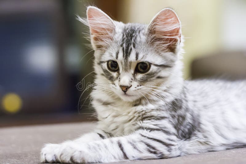 Little Silver Cat, Siberian Breed Stock Image - Image of domestic ...