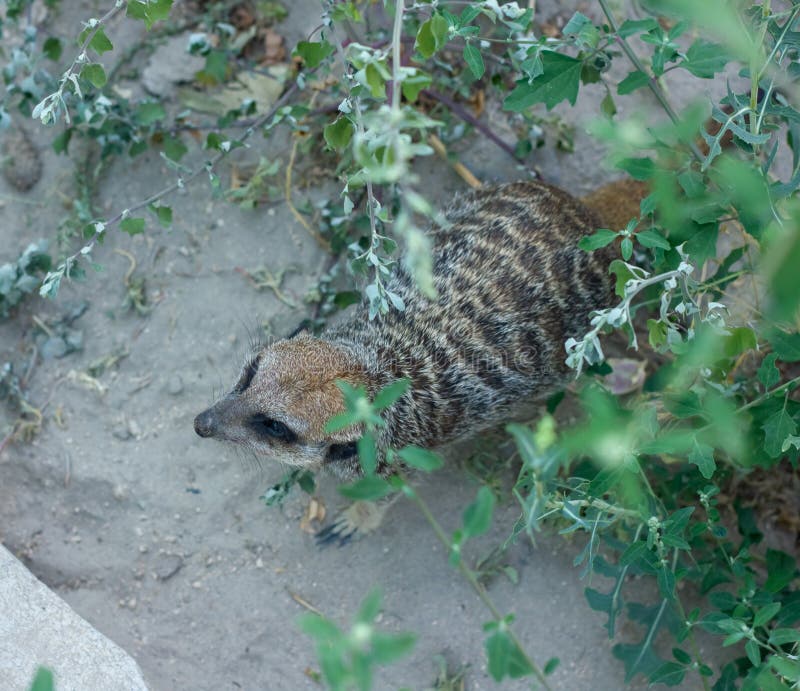 The Little Skunk Standing on the Ground, Skunk in the Zoo Stock Image ...