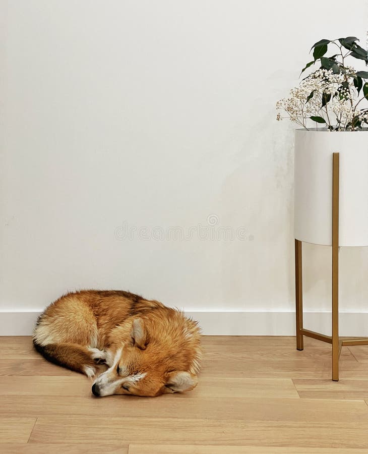 Little sleeping corgi stock image. Image of puppy, little - 229691487