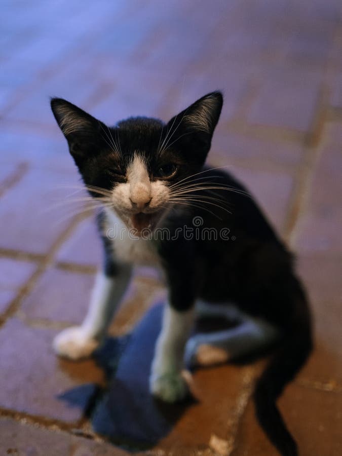 Little Slender Cat on the Street Stock Photo - Image of kitten, cute ...