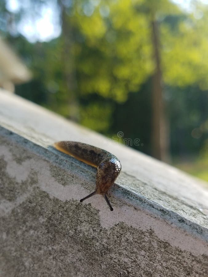 Little Slug Bug stock image. Image of slug, outside - 158445217