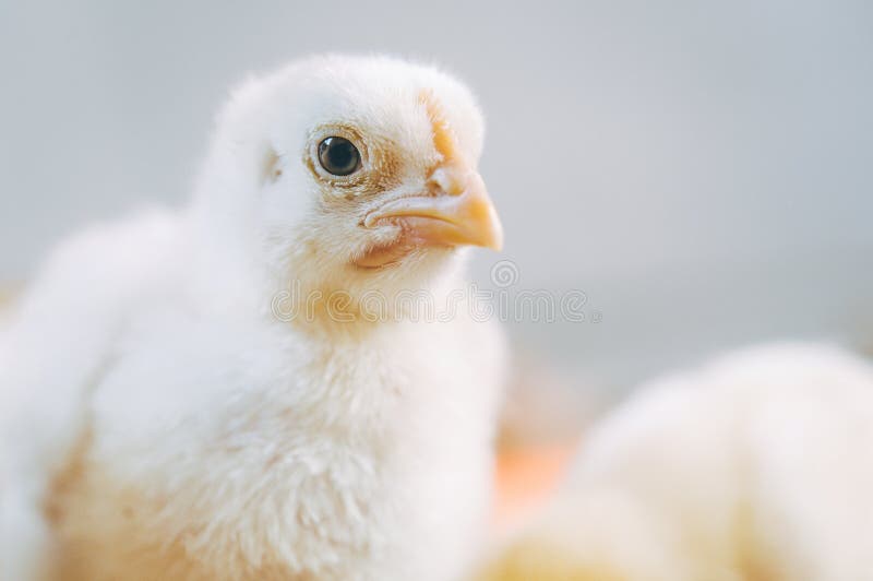 Little Small Broiler Poultry White Chick Bird Stock Photo - Image of ...