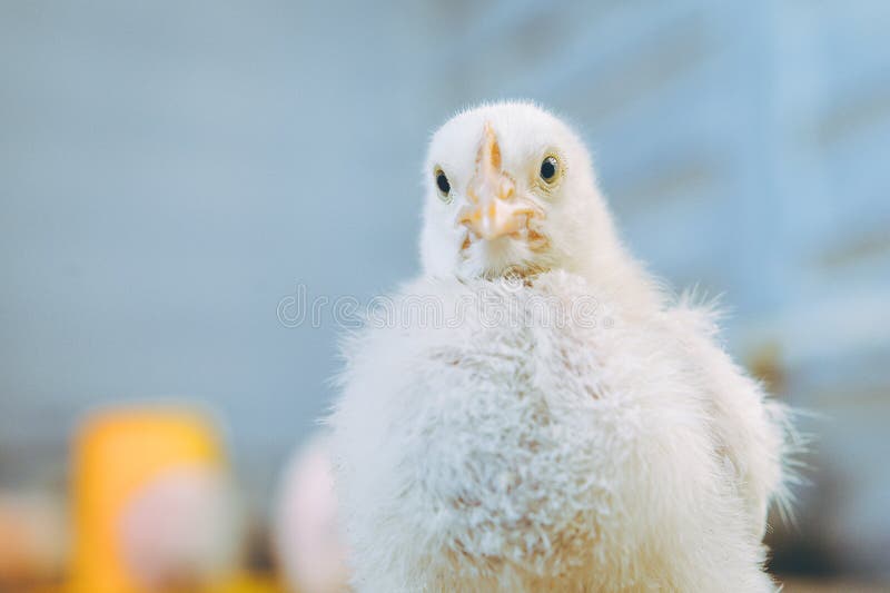 516 Little Small Broiler Poultry Stock Photos - Free & Royalty-Free ...
