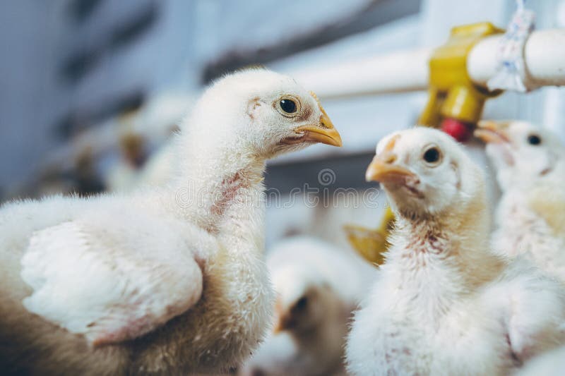 377 Little Small Broiler Poultry White Chick Bird Stock Photos - Free ...