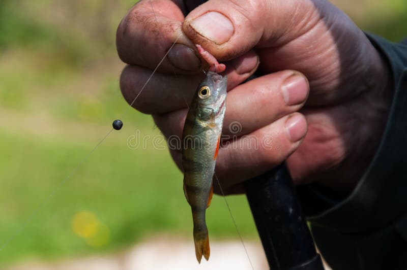 Little Small Fish on the Fisherman`s Hook Stock Image - Image of fish ...