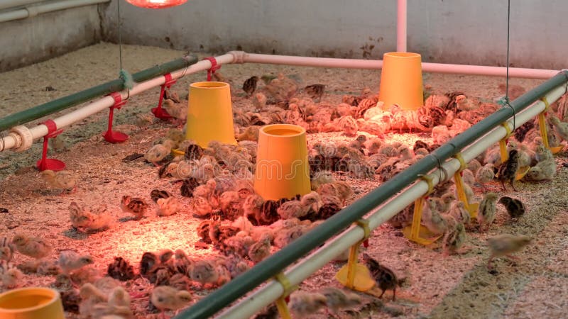 Little Small Quail Poultry White Chick Bird Stock Video - Video of bird ...