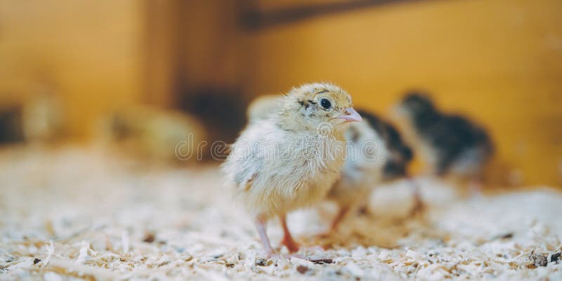 Little Small Quail Poultry White Chick Bird Stock Image - Image of grow ...