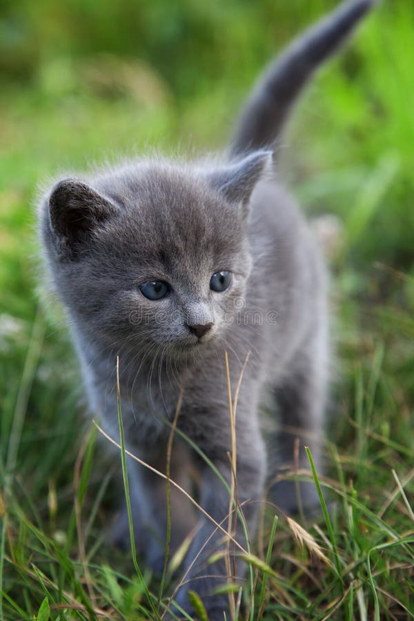Little Smoky Blue Cat in Green Summer Grass Stock Image - Image of ...