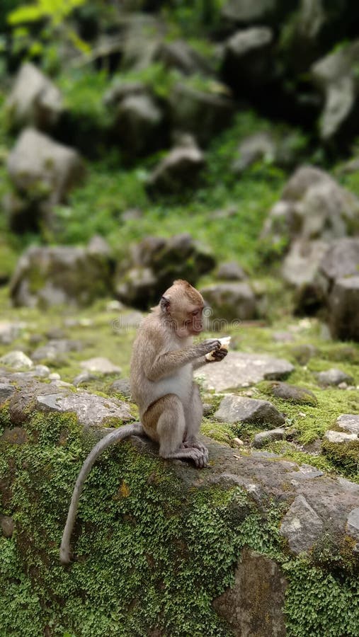 Little Snack for Monkey stock image. Image of shooking - 264299011