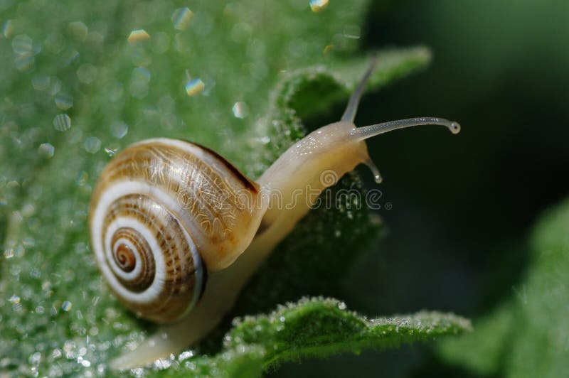 Little snail stock image. Image of macro, spiral, snail - 11572567