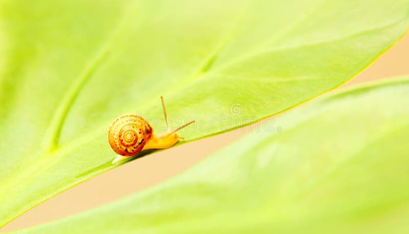 Little snail stock image. Image of crawl, green, nature - 23501083