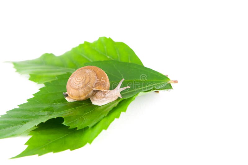Little snail stock image. Image of sticky, alone, movement - 27184533