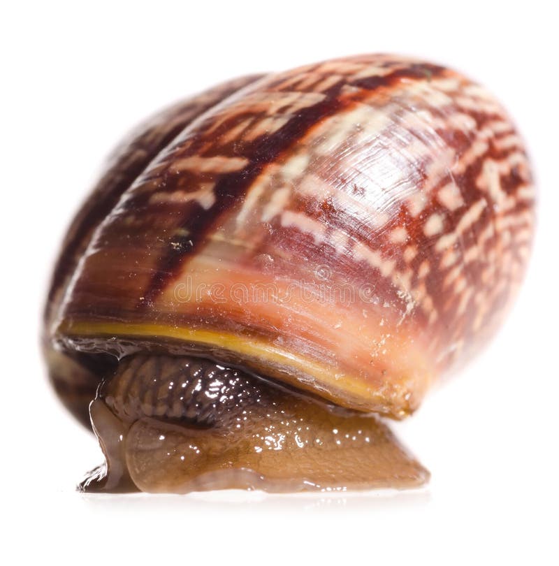 Snail shell stock photo. Image of macro, nature, wildlife - 1389302