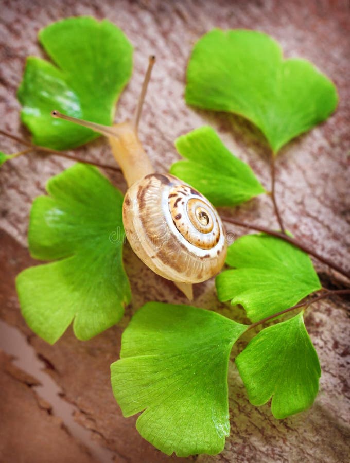 Little snail stock photo. Image of green, close, outdoor - 38088688