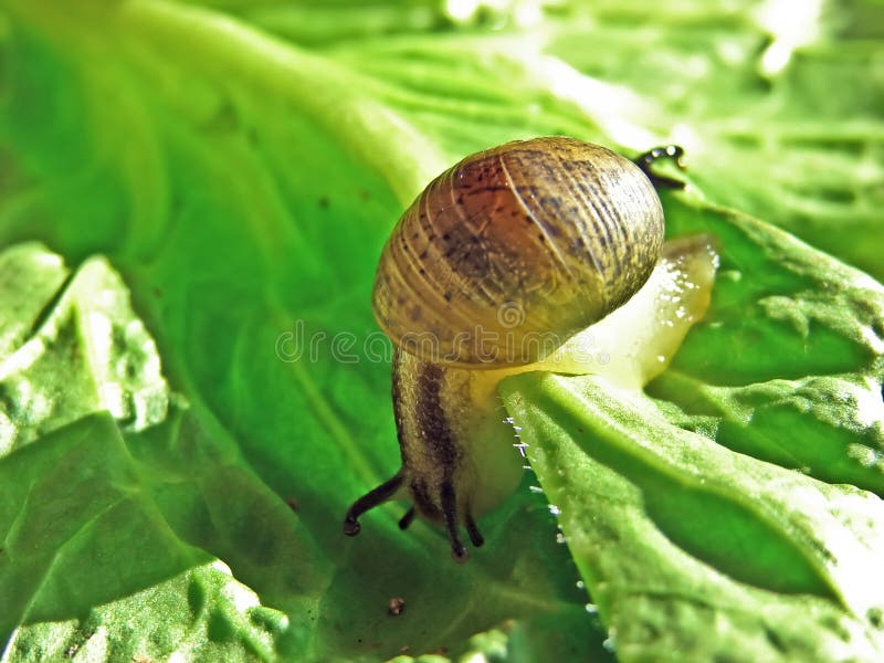 Little snail stock image. Image of slime, nature, snail - 4937099