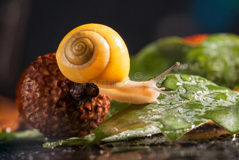 Little Snail Atop Acorn. Magic Snail Creeps on a Acorn Stock Photo ...