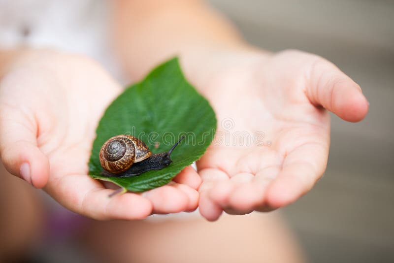 Little snail stock image. Image of holding, macro, closeup - 33333355