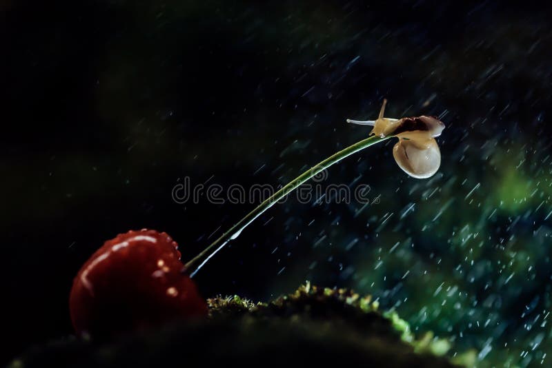 Little Snail Climbed a Cherry Stock Image - Image of people, beautiful ...