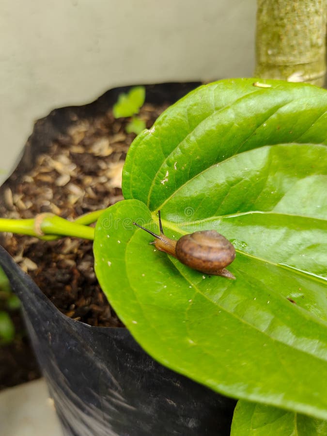 The little snail stock image. Image of plant, little - 263371259