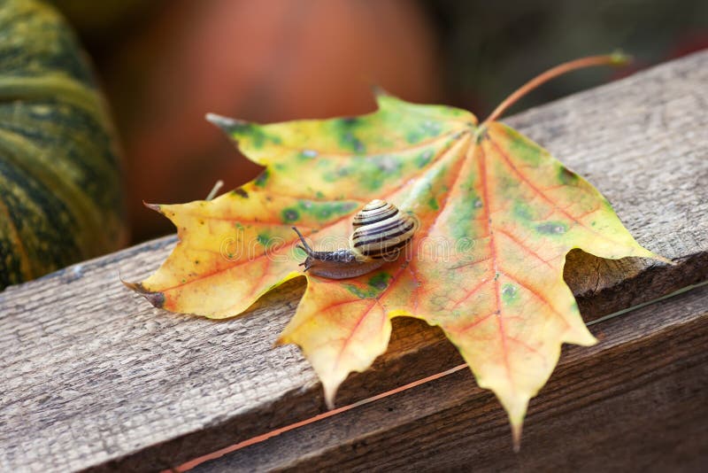 Little Snail Crawling on a Leaf of a Maple in the Nature. Stock Image ...