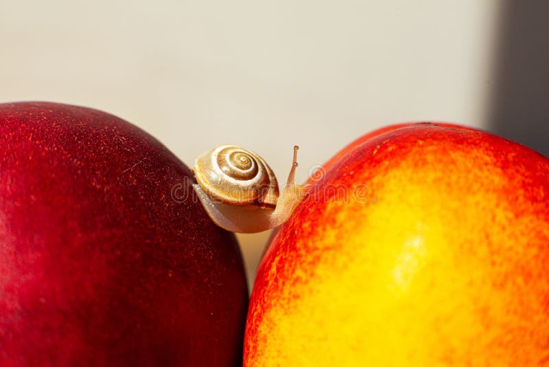 Little Snail Crawling on Ripe Red Nectarines Stock Photo - Image of ...